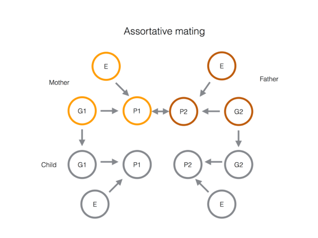 what is genetic correlation? | gcbias
